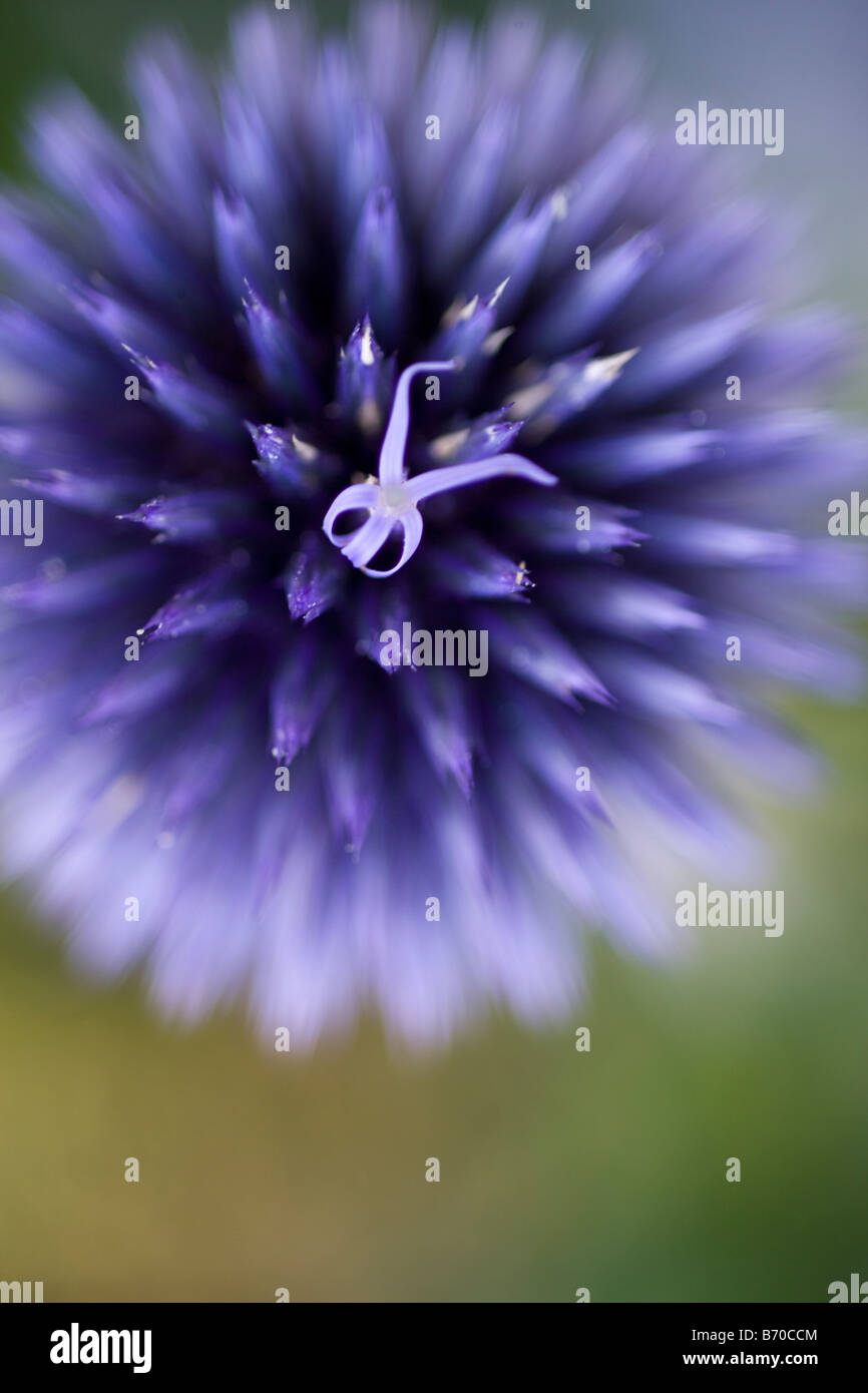 Closeups of Blue Echinops flowers Stock Photo - Alamy