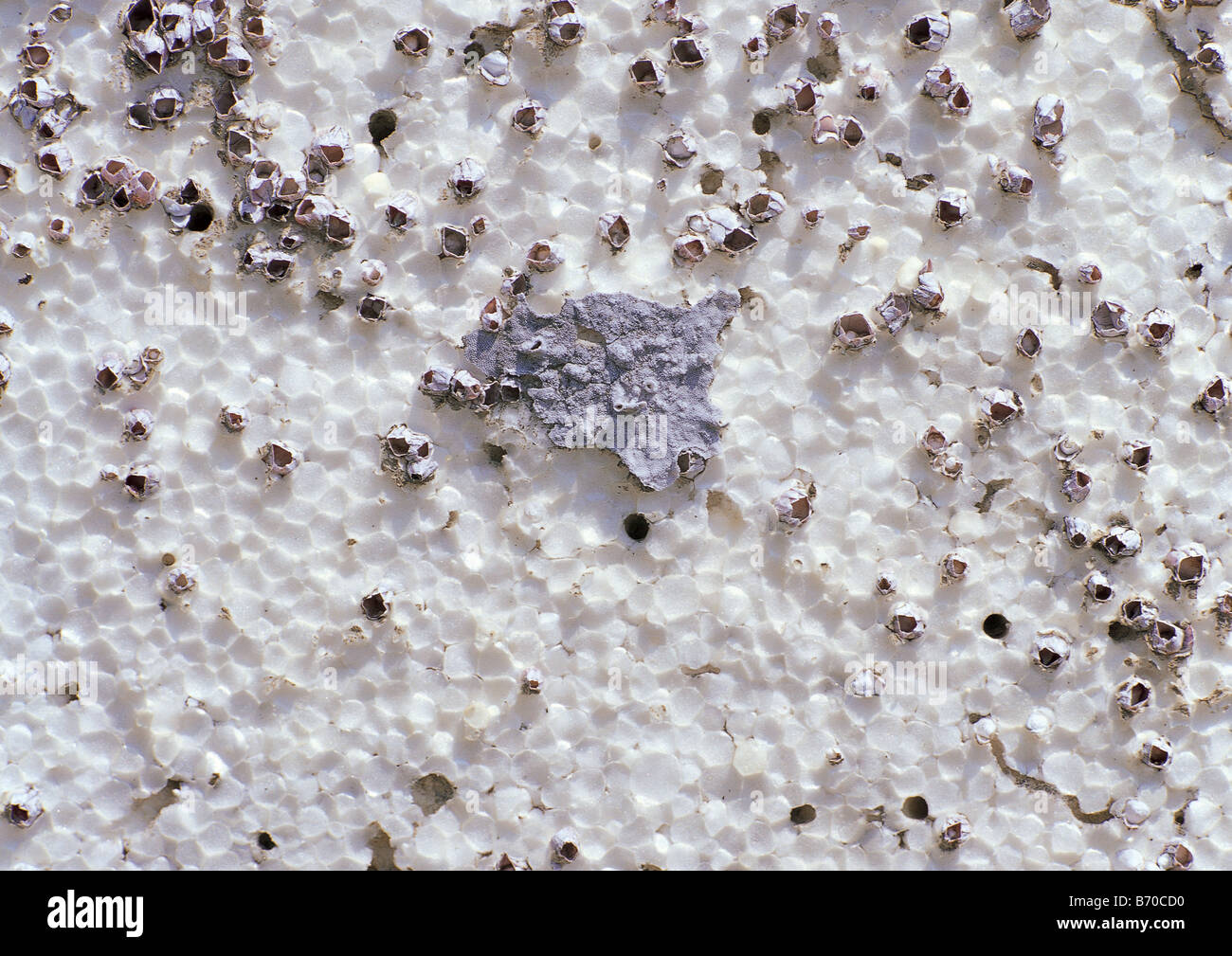 Tiny things on white background Stock Photo - Alamy