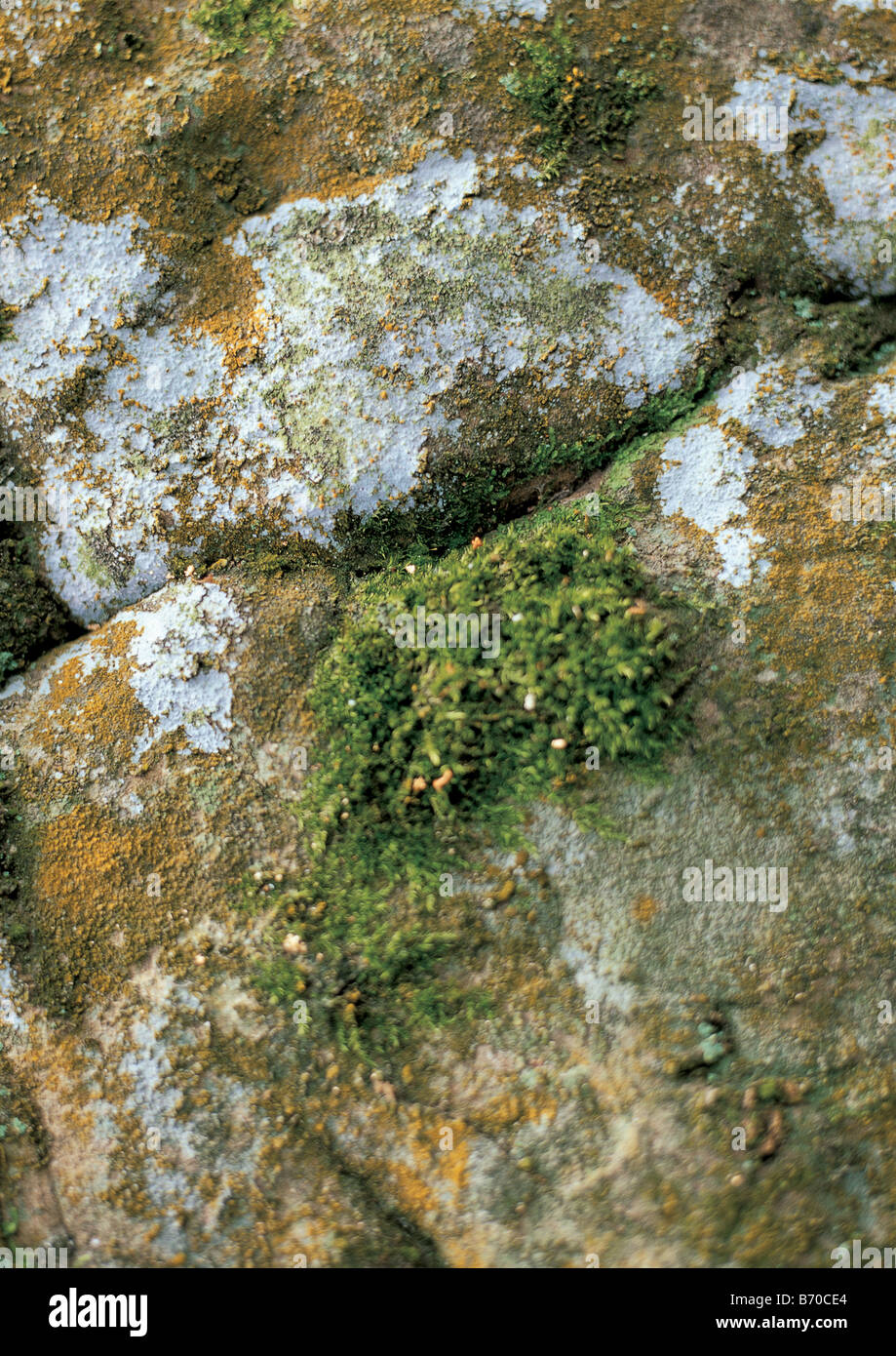 Pock with moss Stock Photo - Alamy