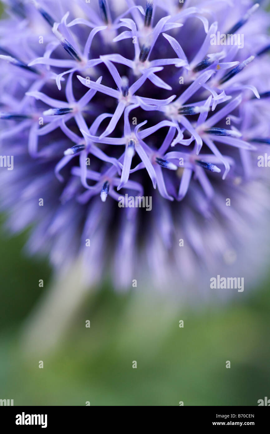 Spikey ball flower hi-res stock photography and images - Alamy