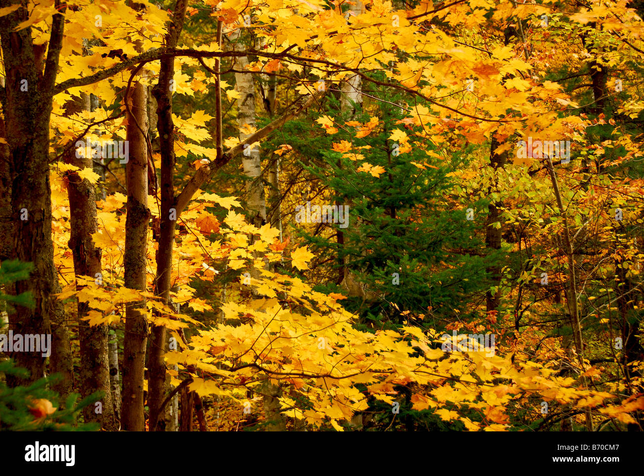 Colorful fall forest background with maples trees Stock Photo - Alamy