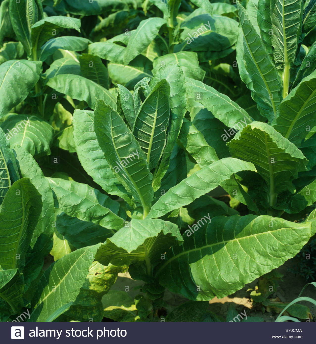 Tobacco Plant Stock Photos & Tobacco Plant Stock Images - Alamy