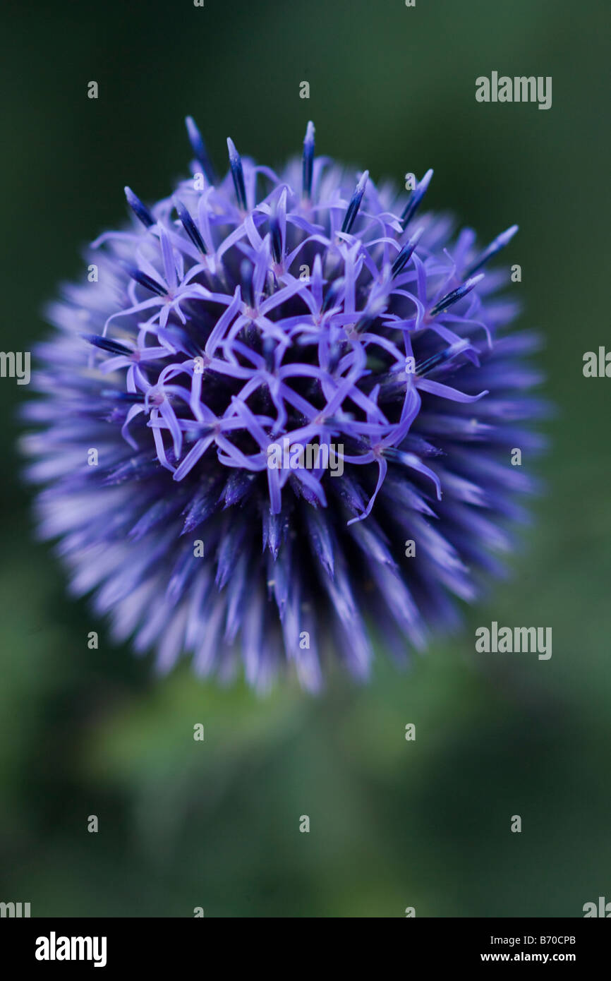 Closeups of Blue Echinops flowers Stock Photo - Alamy