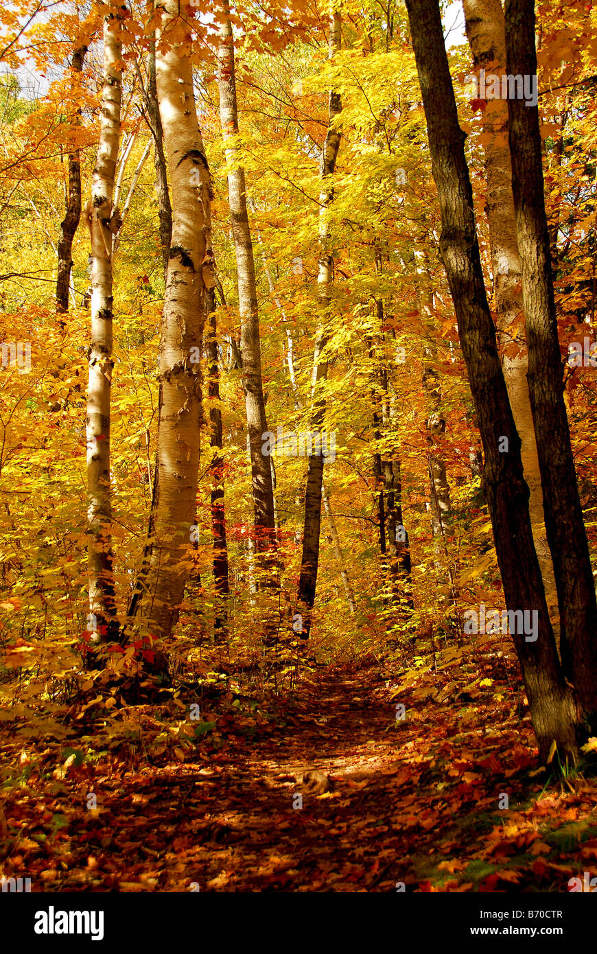 Fall forest background with hiking trail Stock Photo - Alamy