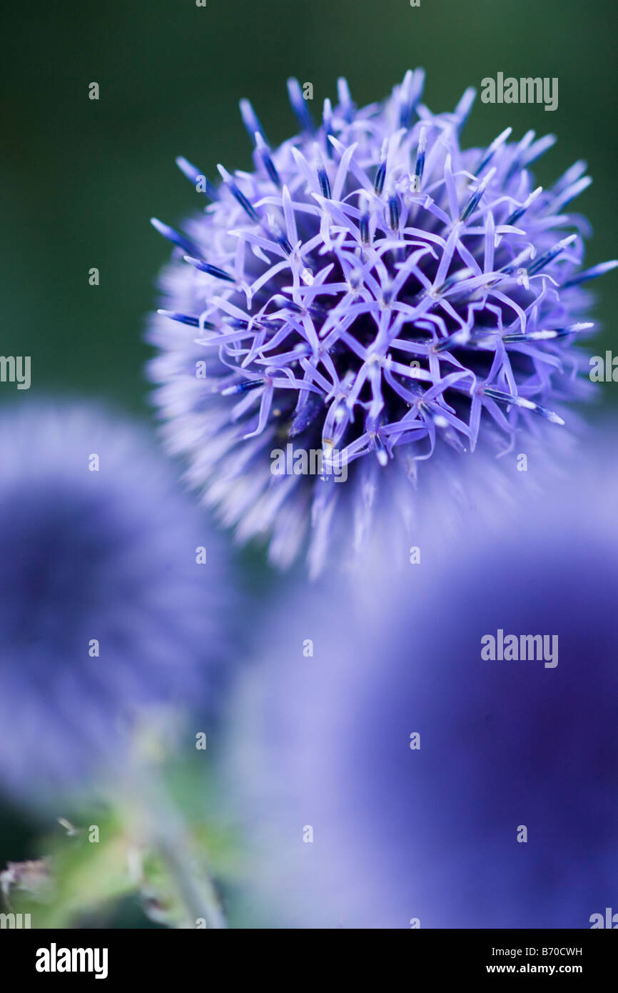Spikey blue flowers hi-res stock photography and images - Alamy
