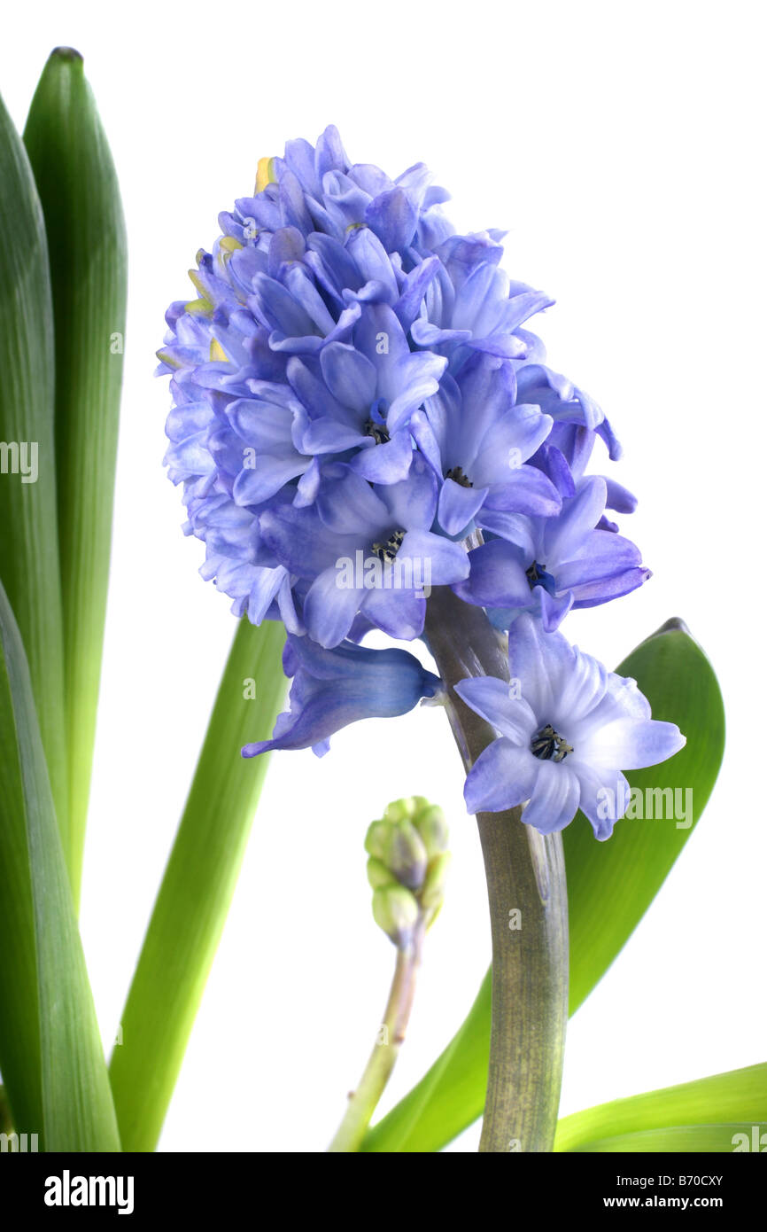 Fresh blue Hyacinth over white Symbol for Springtime Stock Photo - Alamy