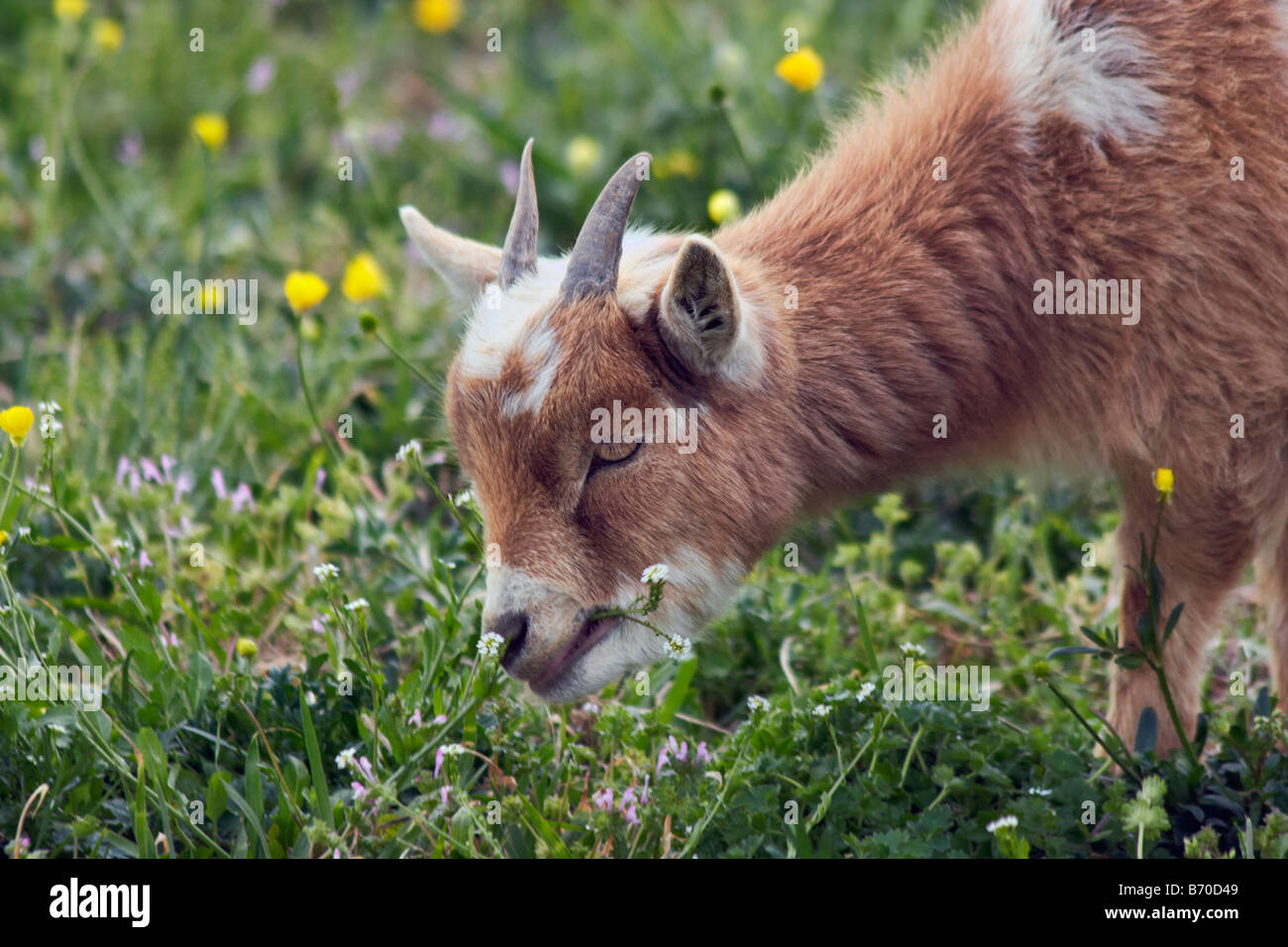 A goat nibbling on wildflowers in the barnyard at Shirley Plantation ...