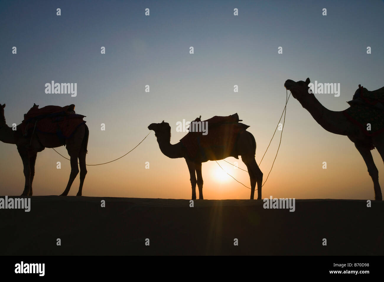Silhouette of three camels standing in a row, Jaisalmer, Rajasthan ...