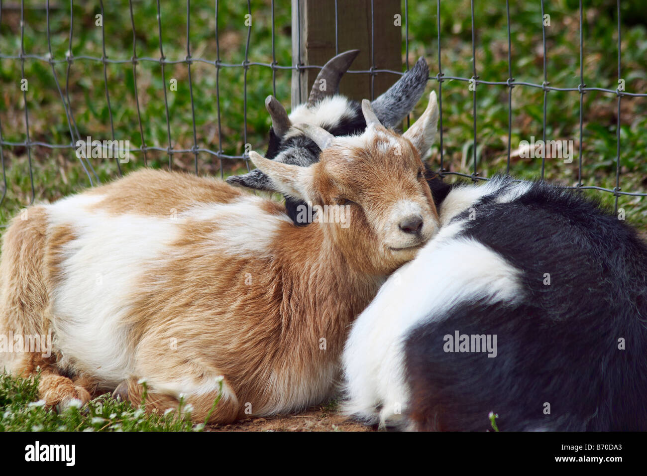 Two napping baby goats nestled together in the barnyard at Shirley ...