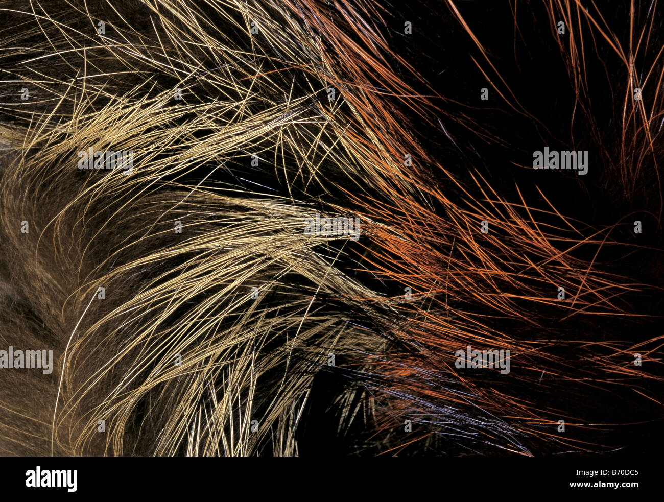 Scatter hair hi-res stock photography and images - Alamy