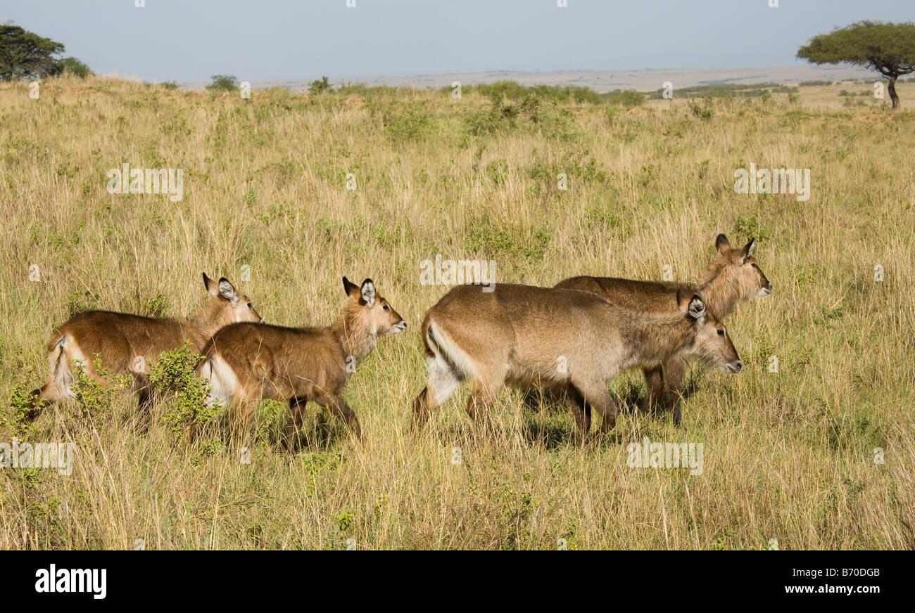 Waterbuck walking hi-res stock photography and images - Alamy