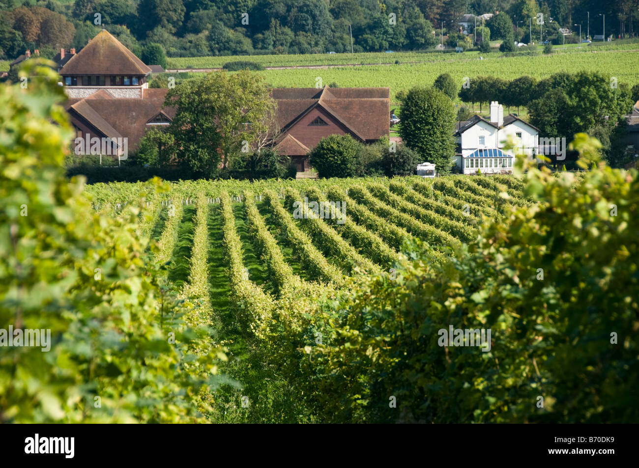 Vineyard england hi-res stock photography and images - Alamy