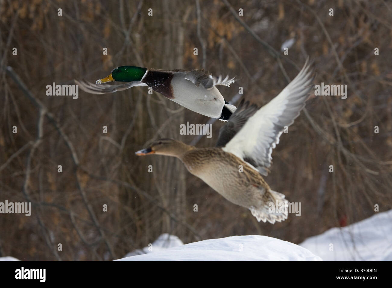 Mallard ducks in flight hi-res stock photography and images - Alamy
