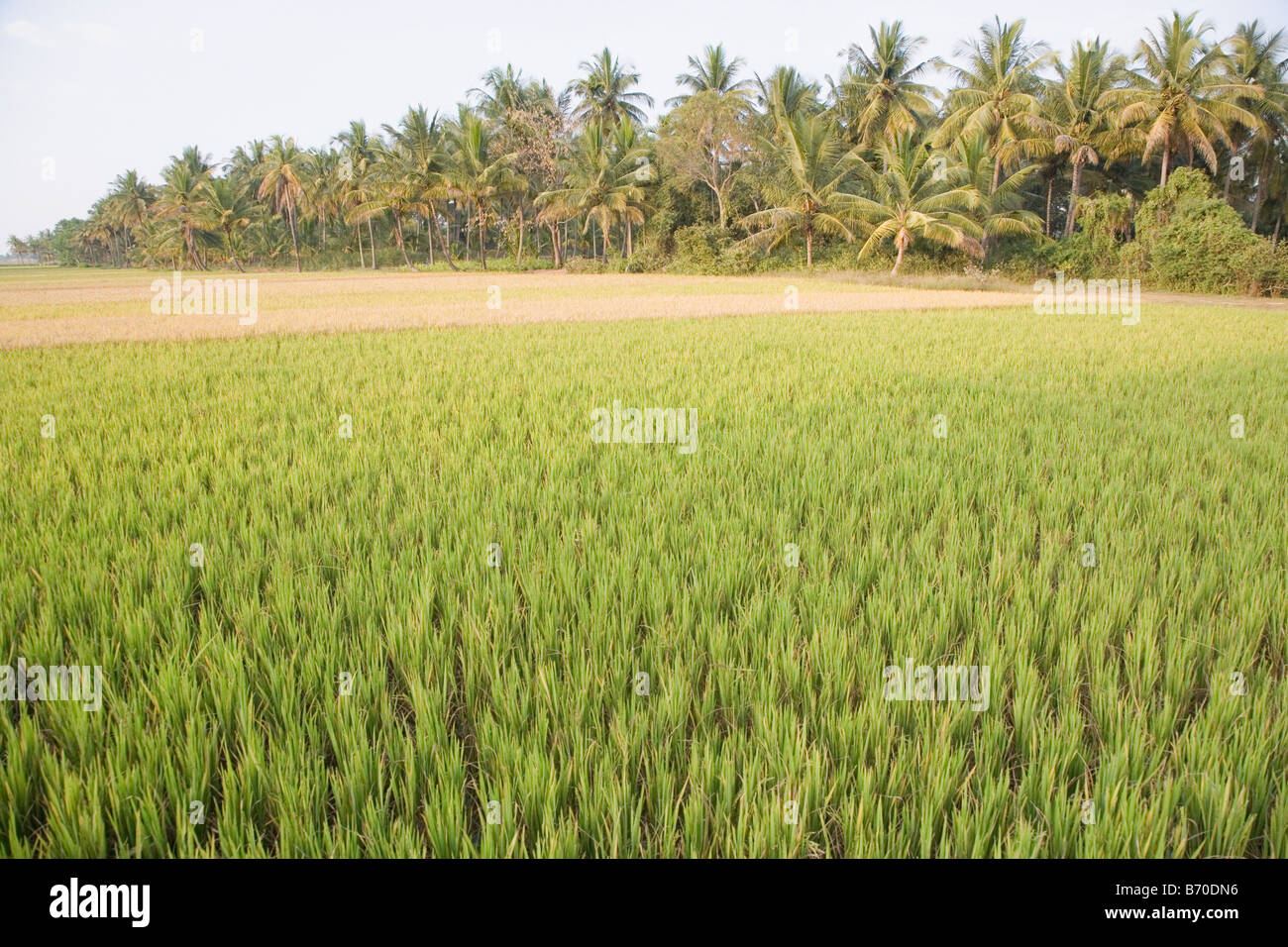 Rice paddy in a field, Shravanabelagola, Hassan District, Karnataka ...