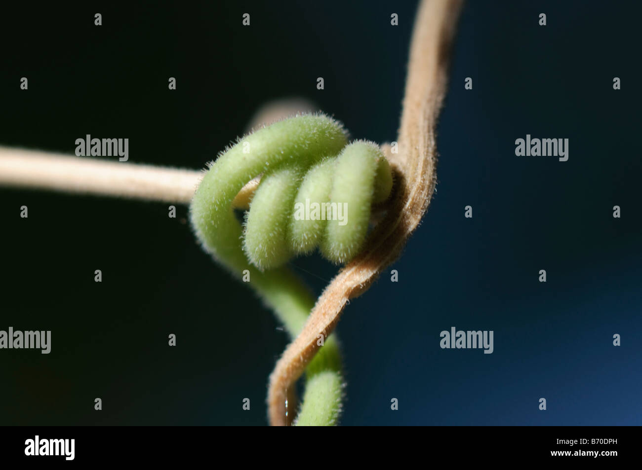 Vine making hi-res stock photography and images - Alamy