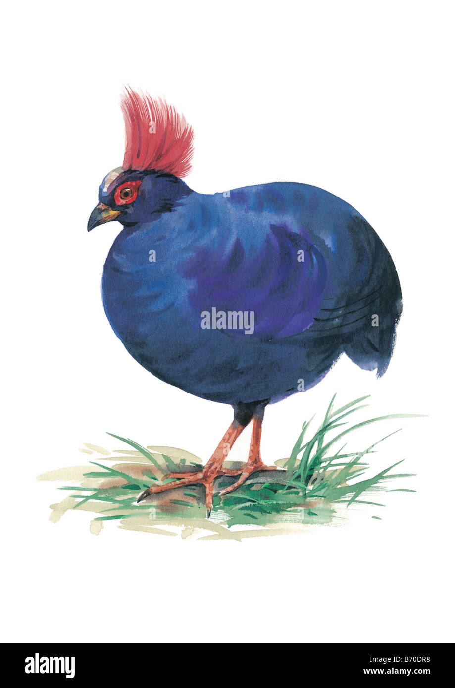 Bird standing side view close-up Stock Photo - Alamy