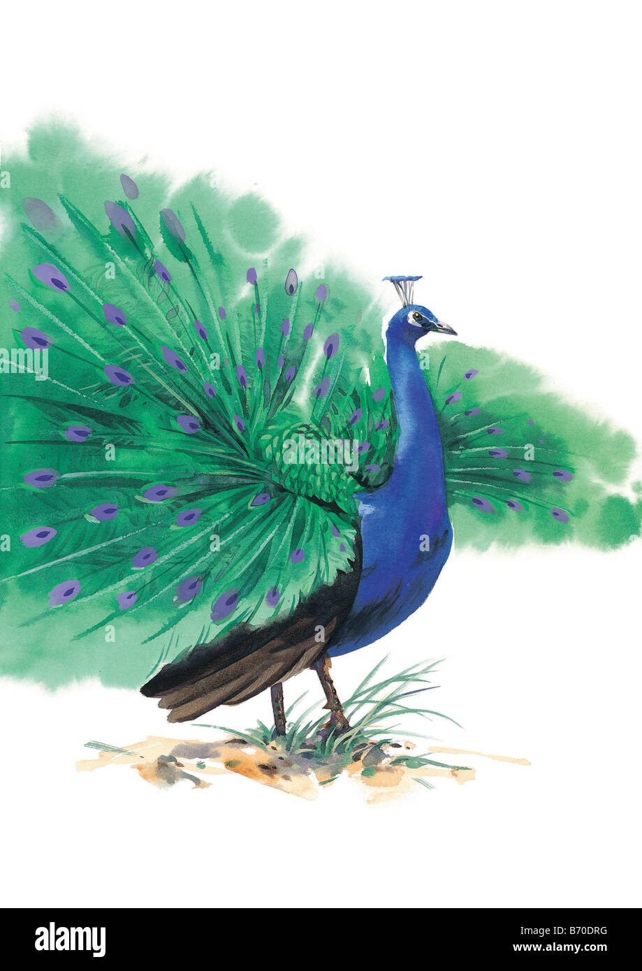 Bird standing side view close-up Stock Photo - Alamy