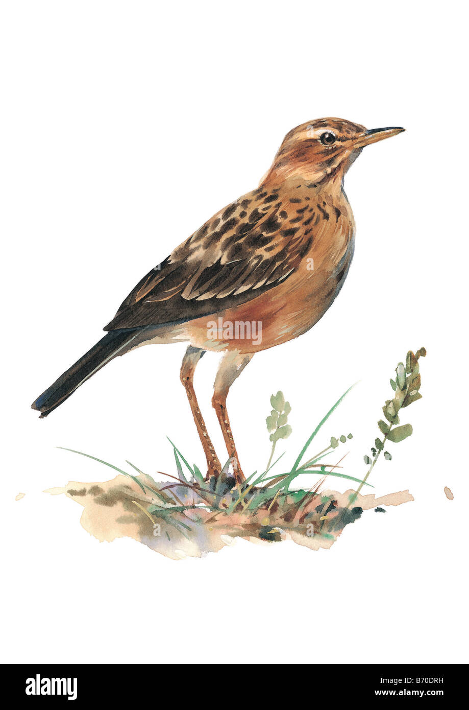 Bird standing side view close-up Stock Photo - Alamy