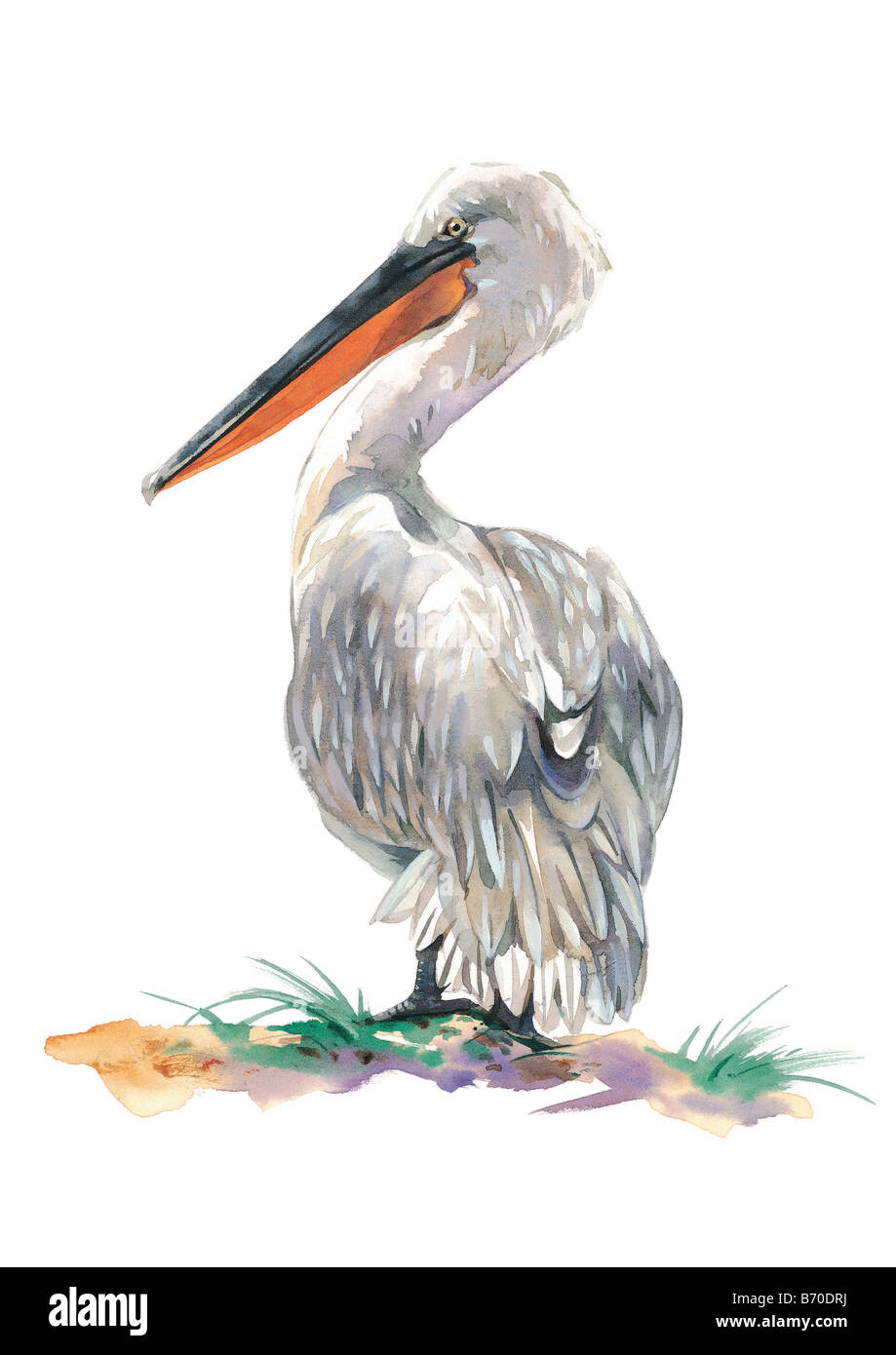 Bird standing side view close-up Stock Photo - Alamy