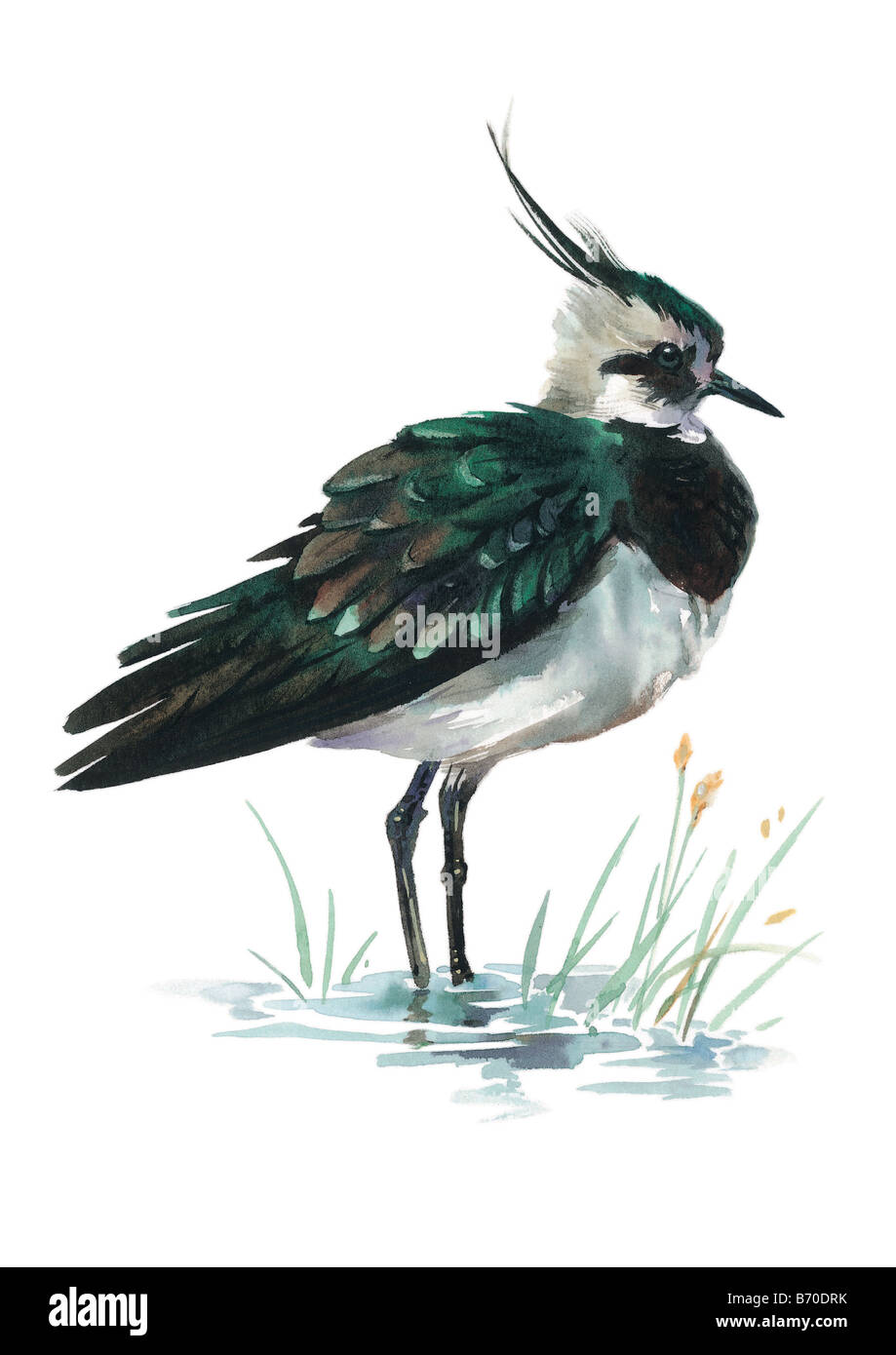 Bird standing side view close-up Stock Photo - Alamy