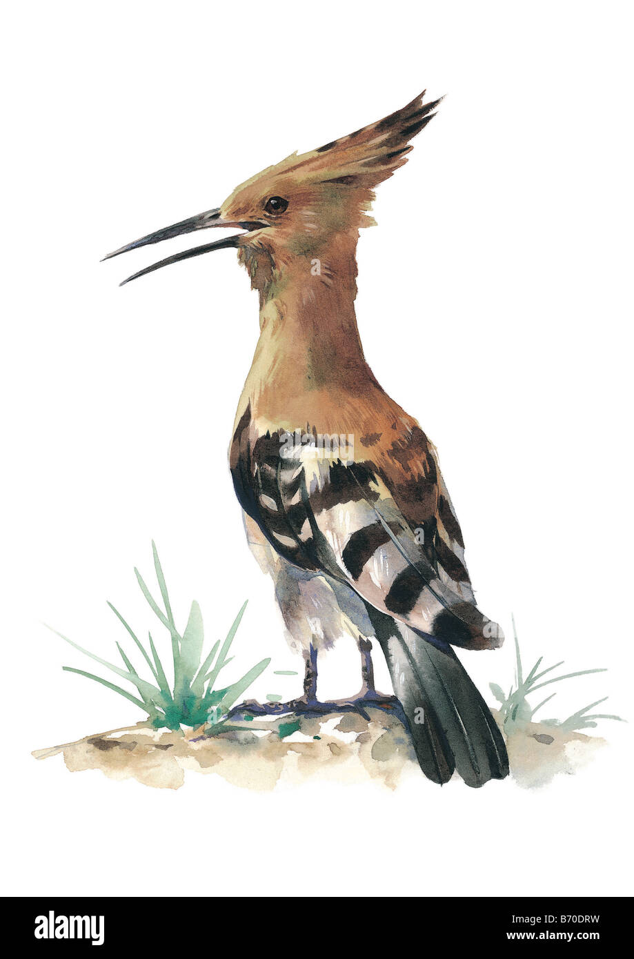 Bird standing side view close-up Stock Photo - Alamy