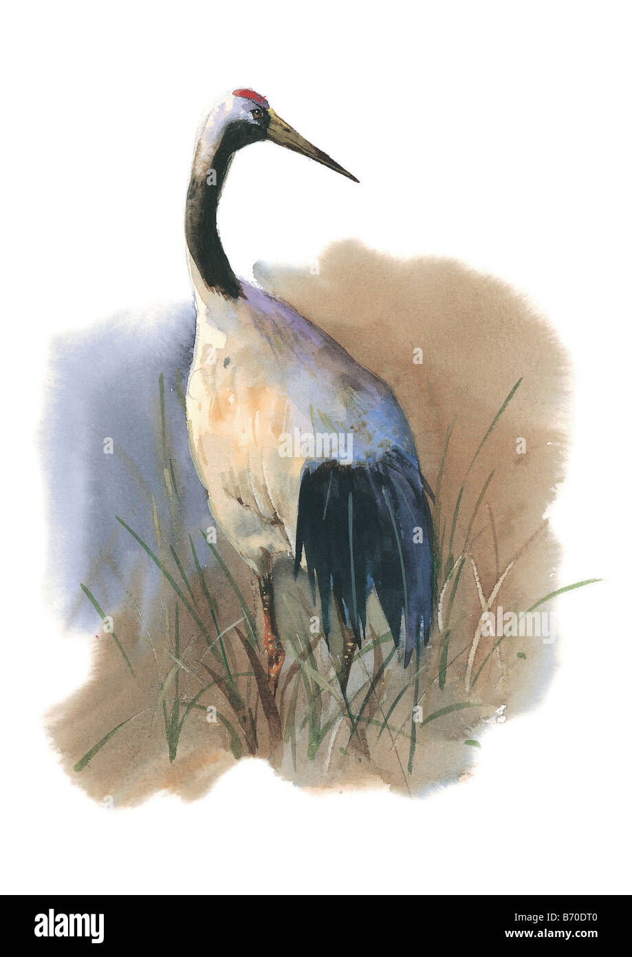 Bird standing side view close-up Stock Photo - Alamy