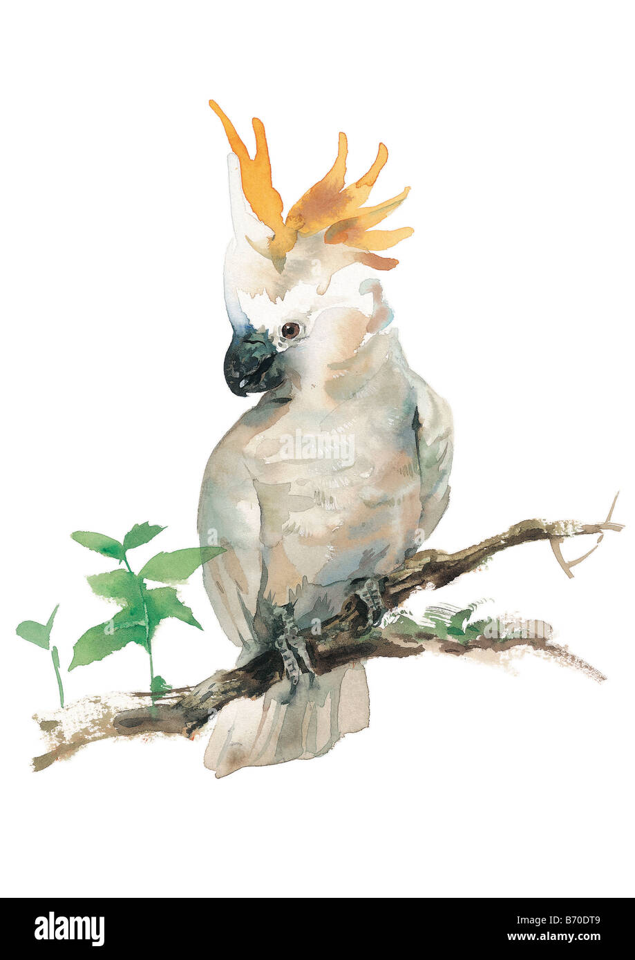 Parrot side view Cut Out Stock Images & Pictures - Alamy