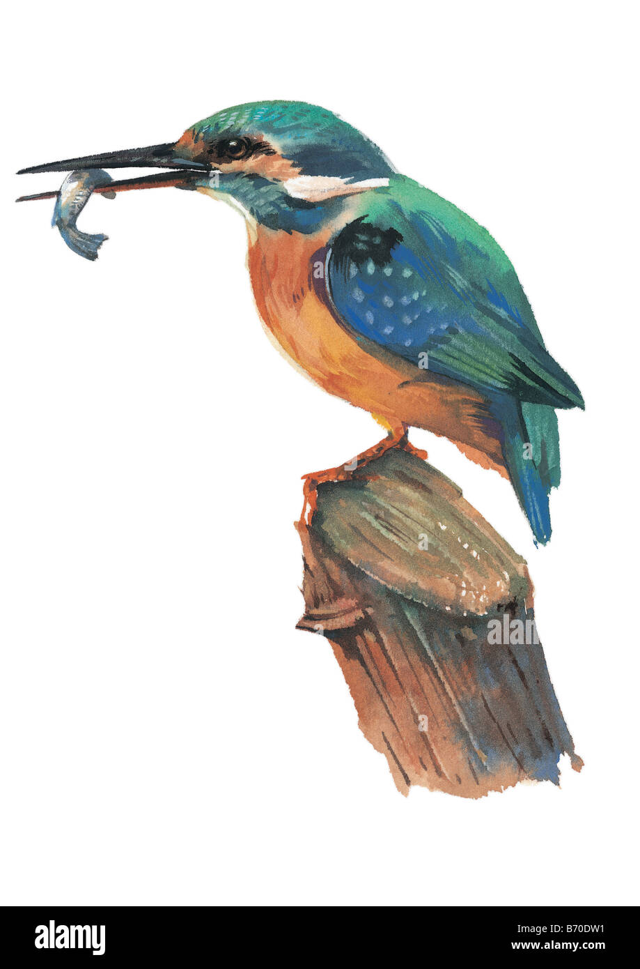 Bird on a branch Stock Photo - Alamy