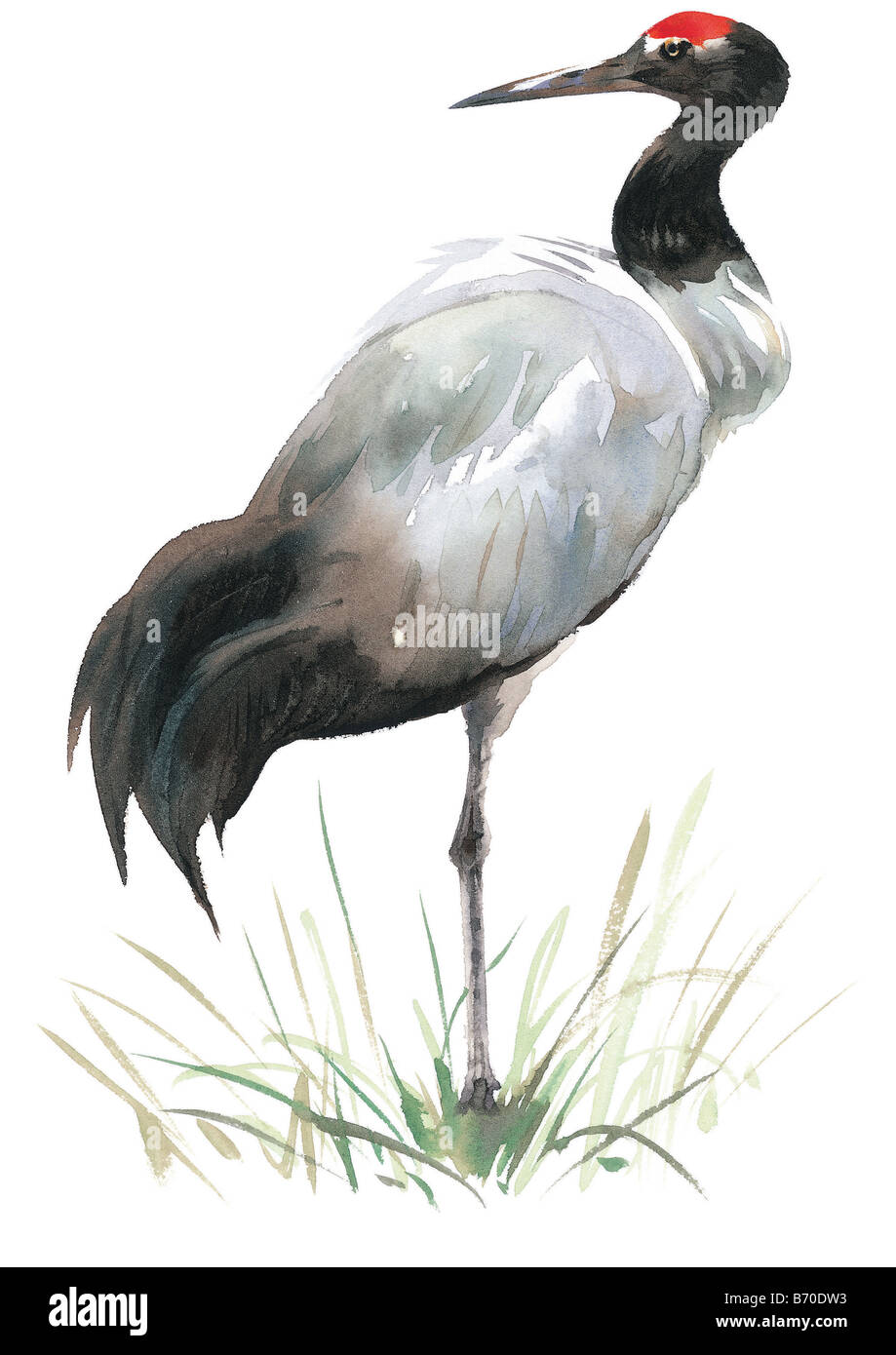 Bird standing side view close-up Stock Photo - Alamy