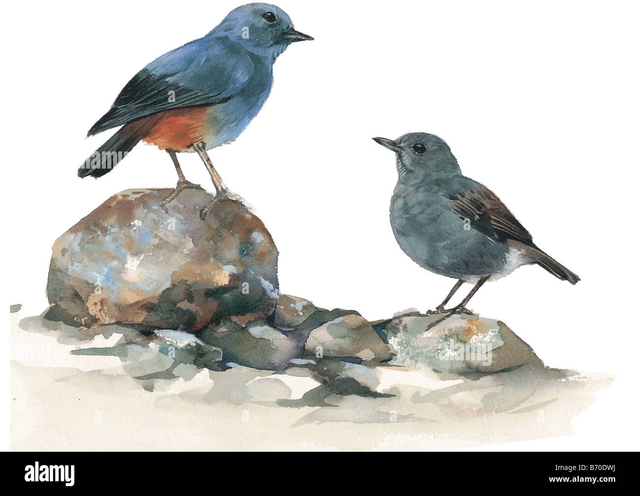 Bird standing side view close-up Stock Photo - Alamy