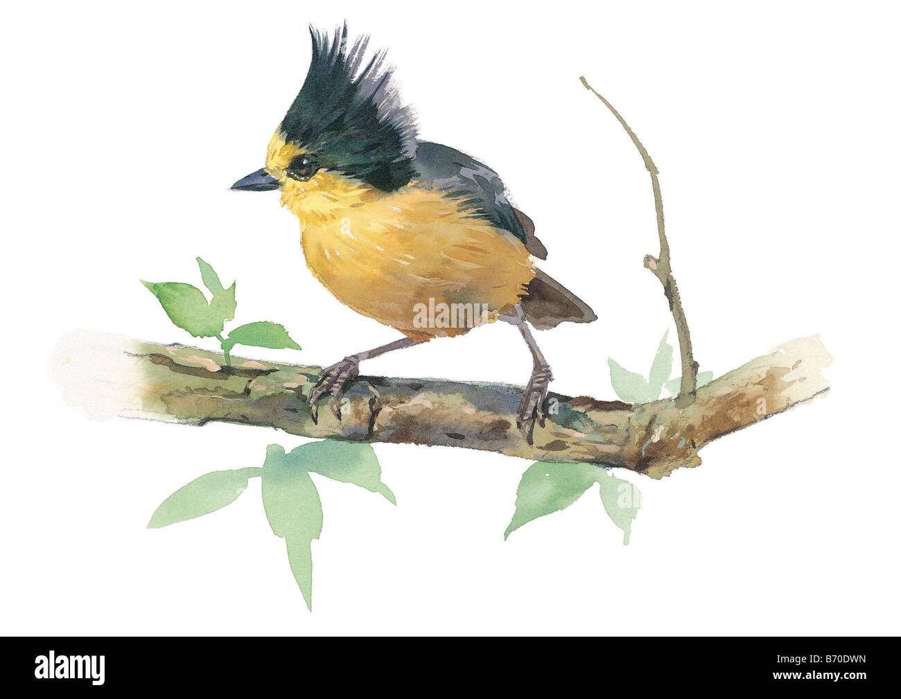 Bird on a branch Stock Photo - Alamy