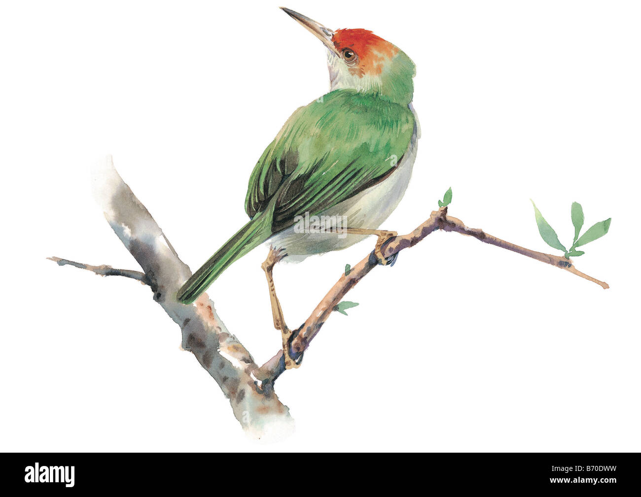Bird on a branch Stock Photo - Alamy