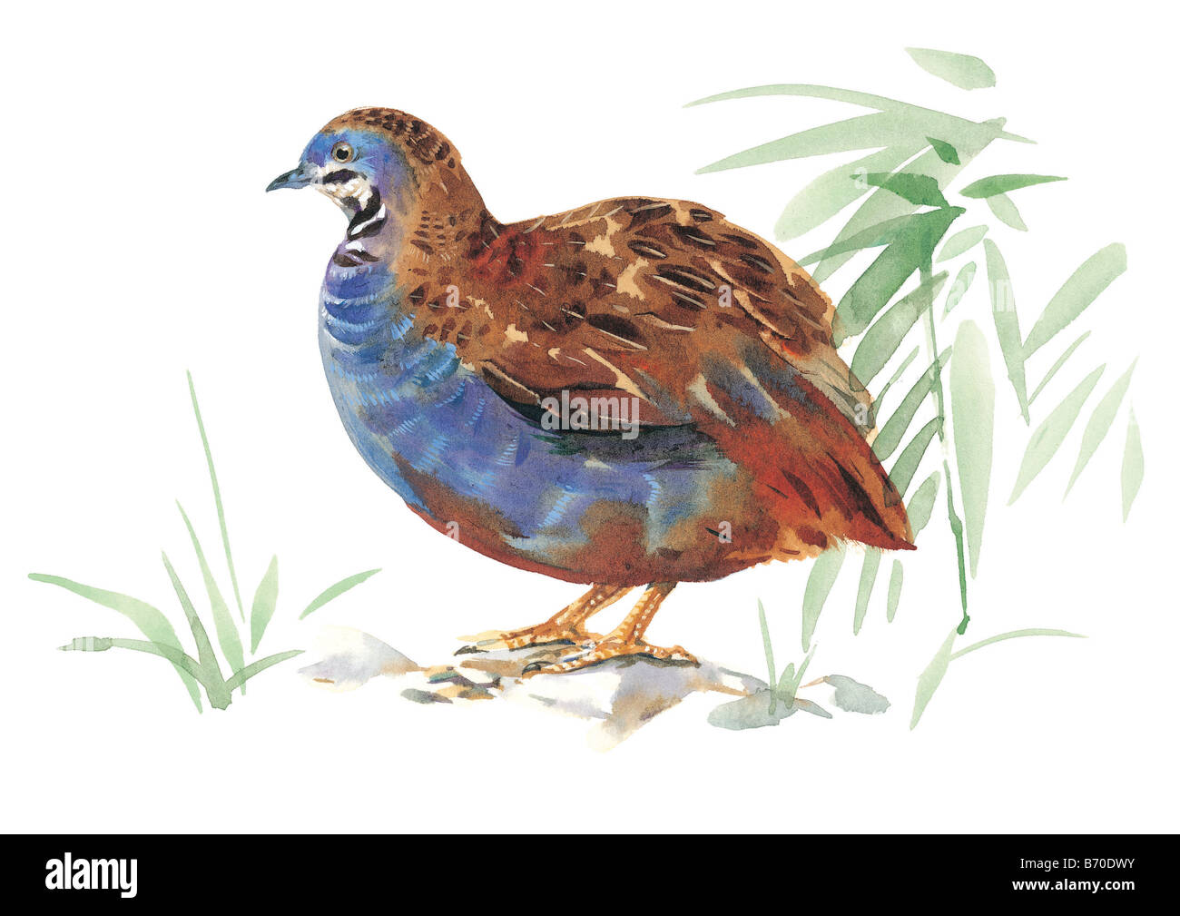 Bird standing side view close-up Stock Photo - Alamy