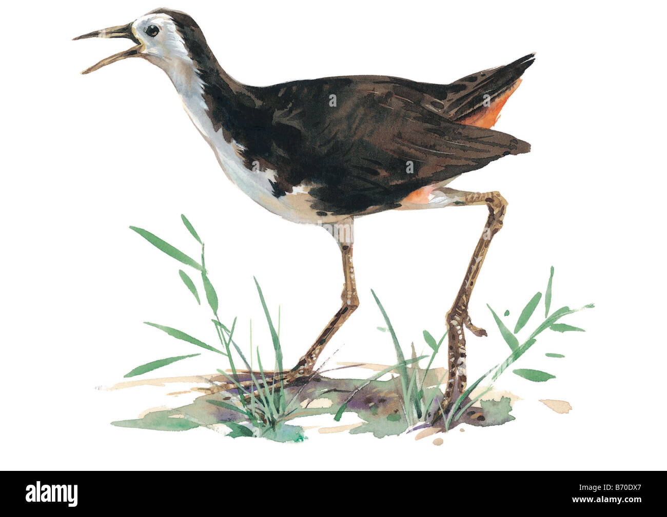 Bird standing side view close-up Stock Photo - Alamy