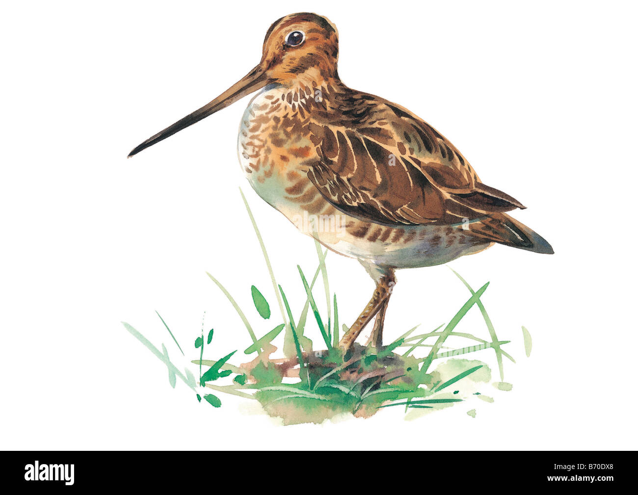 Bird standing side view close-up Stock Photo - Alamy