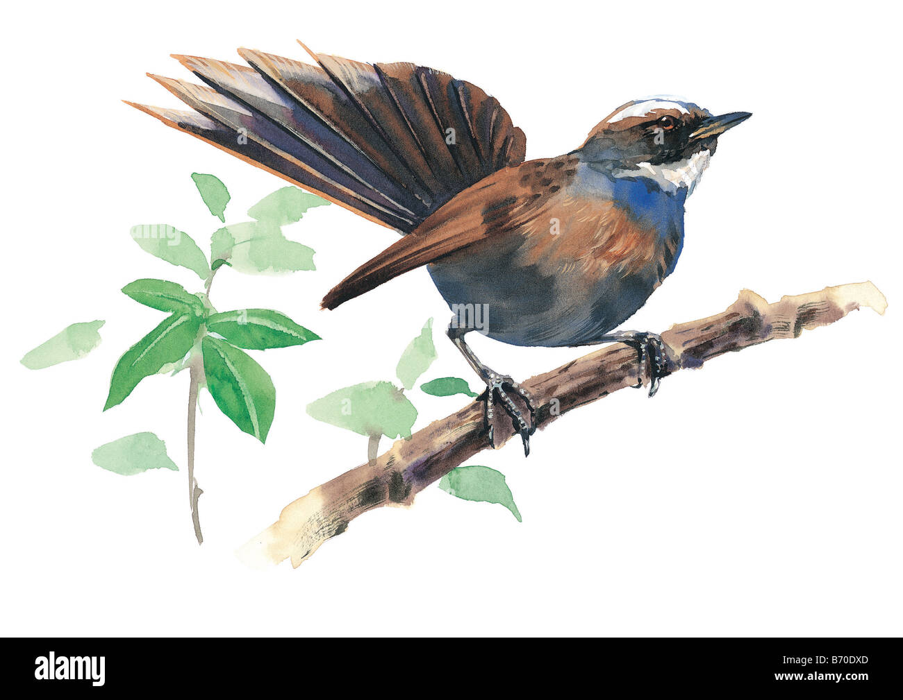 Bird on a branch Stock Photo - Alamy