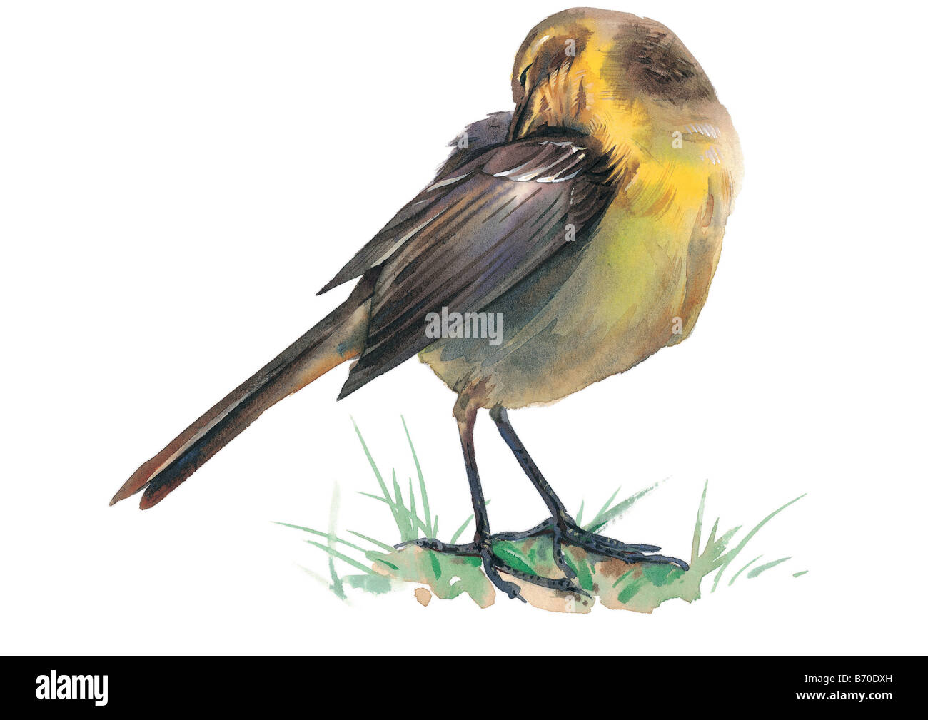 Bird standing side view close-up Stock Photo - Alamy