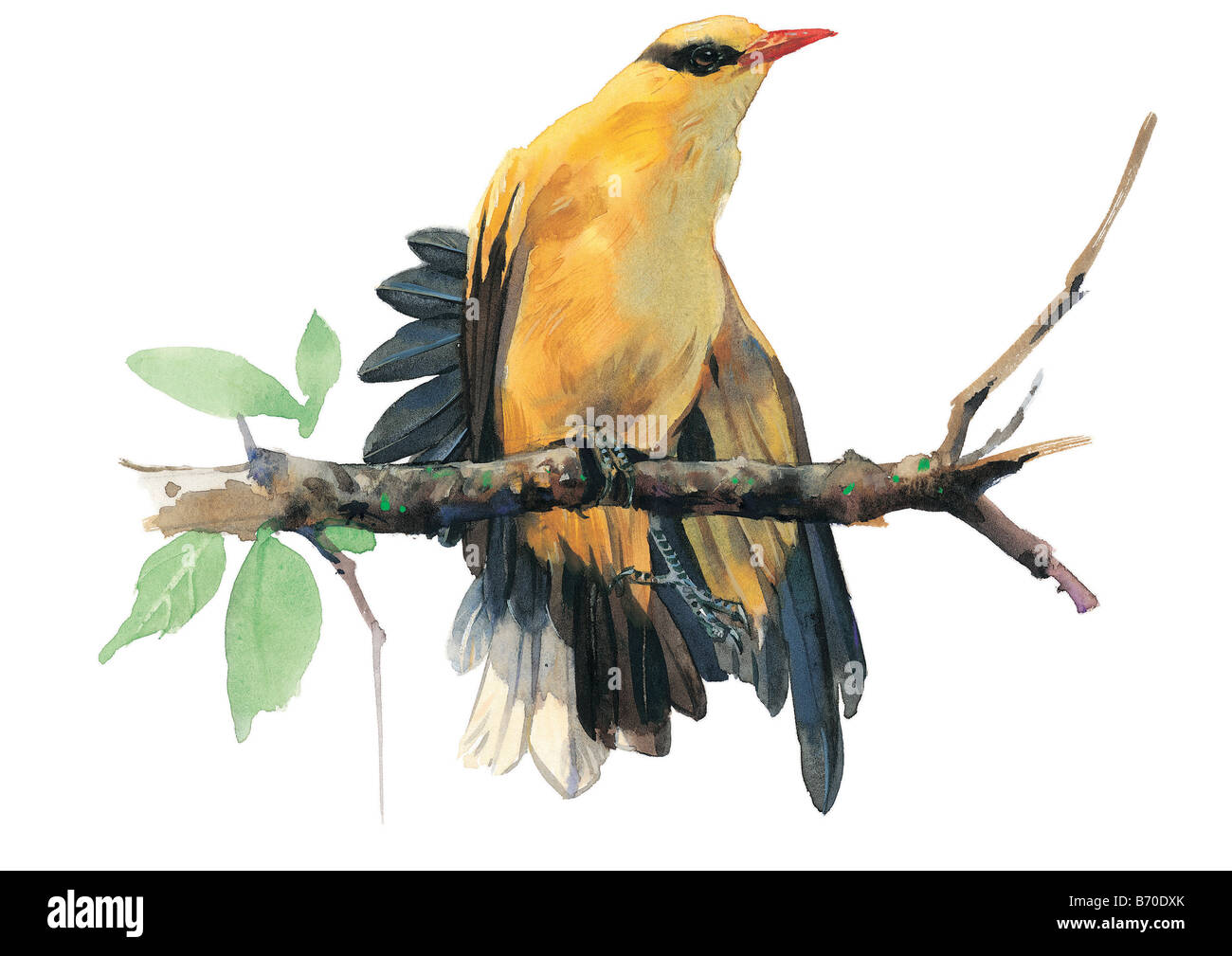 Bird on a branch Stock Photo - Alamy