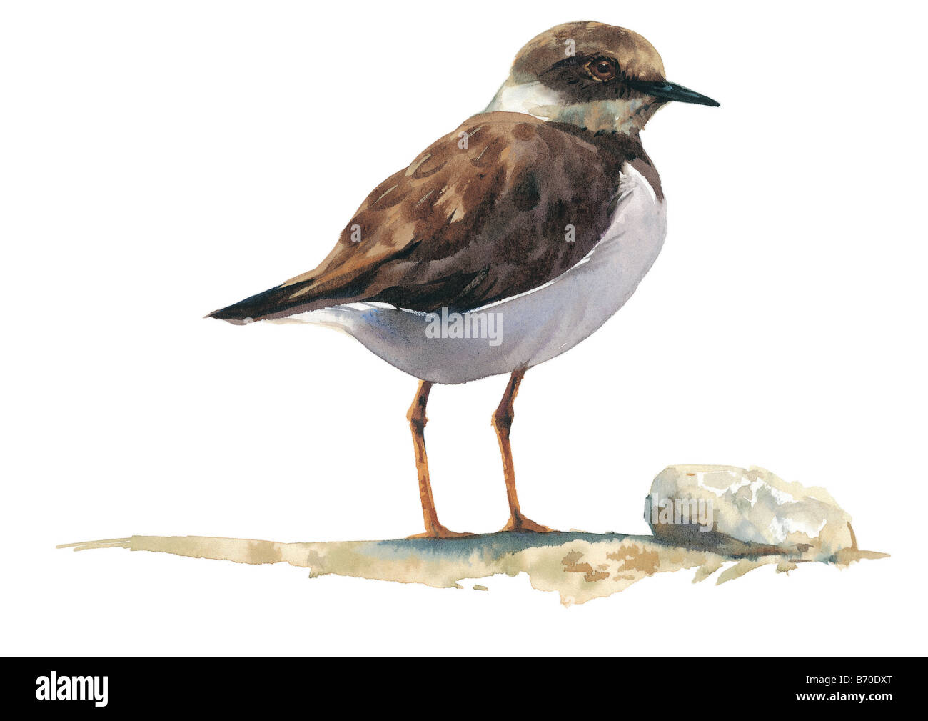 Bird standing side view close-up Stock Photo - Alamy
