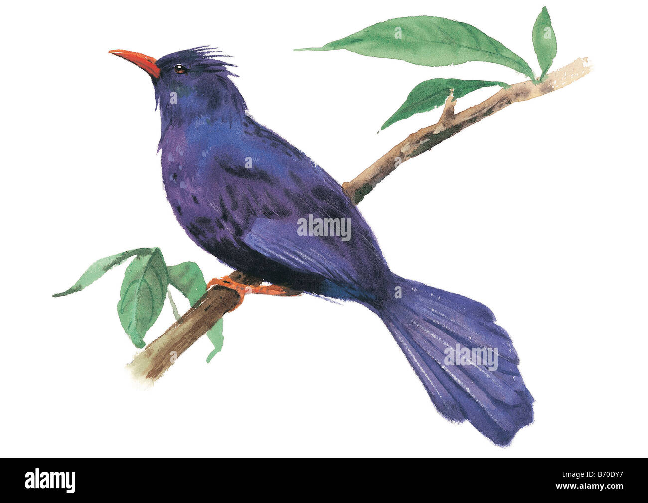 Bird on a branch Stock Photo - Alamy