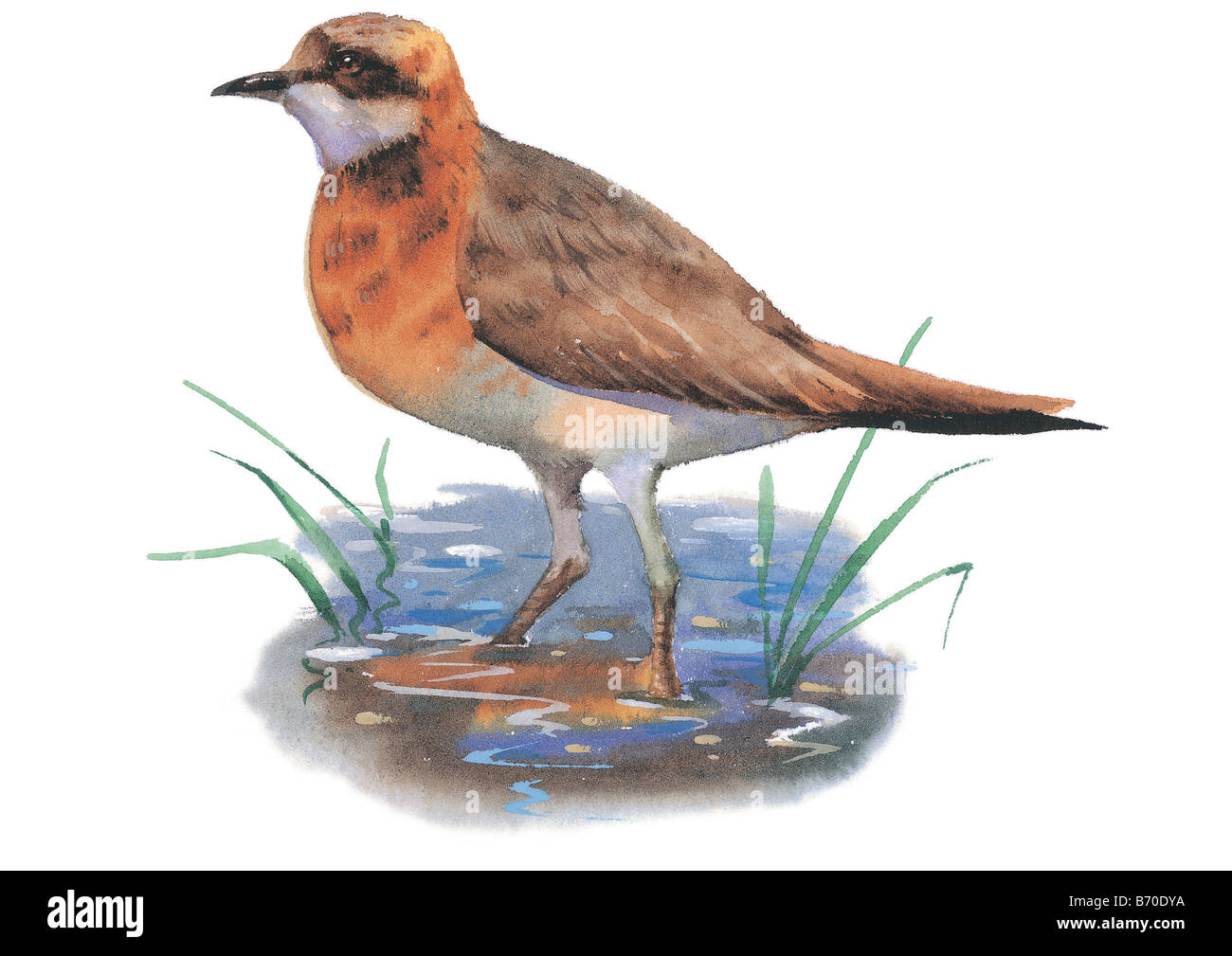 Bird standing side view close-up Stock Photo - Alamy