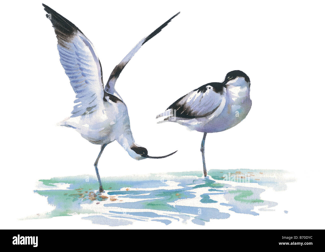 Bird standing in the water side view close-up Stock Photo - Alamy