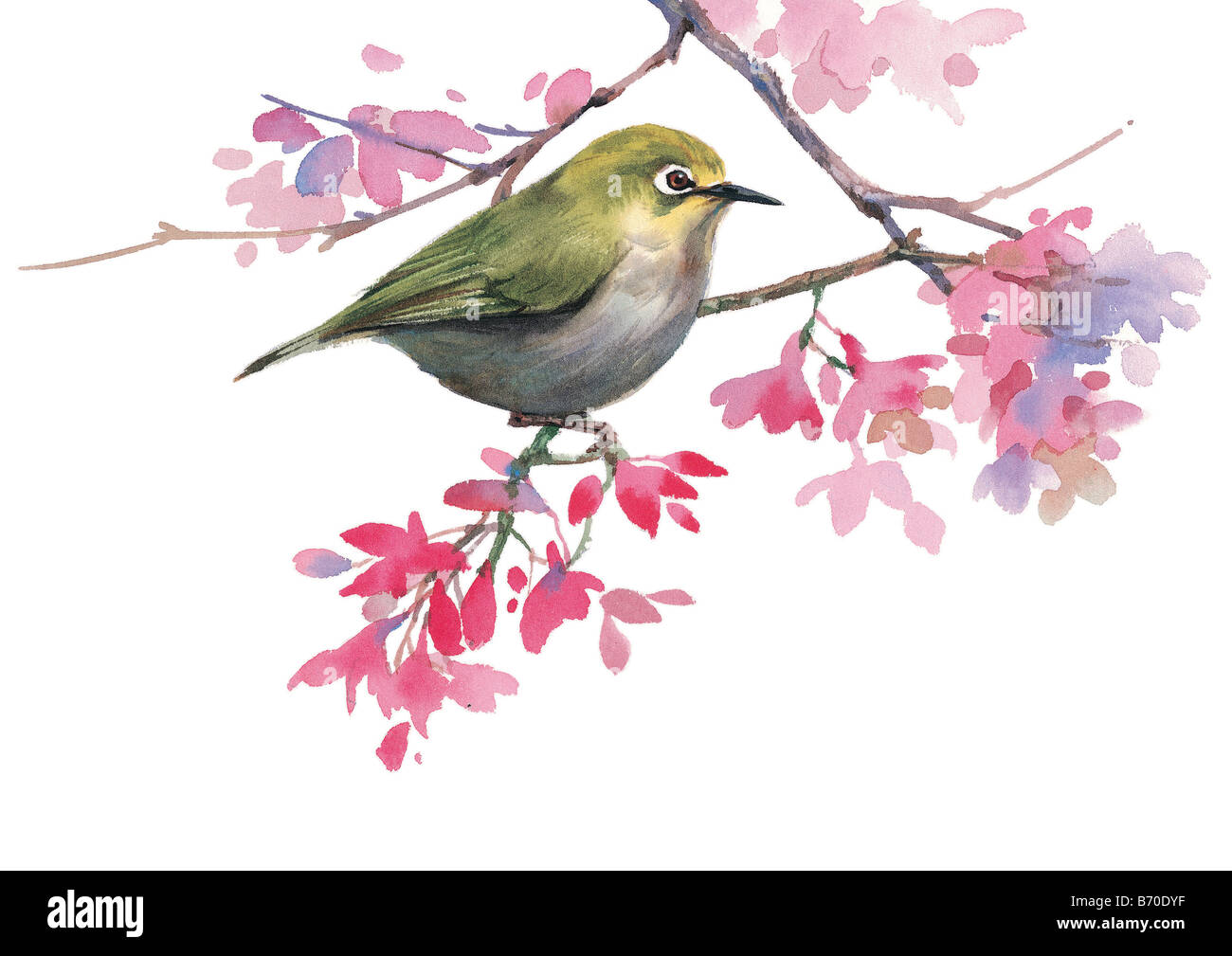 Bird on a branch Stock Photo - Alamy