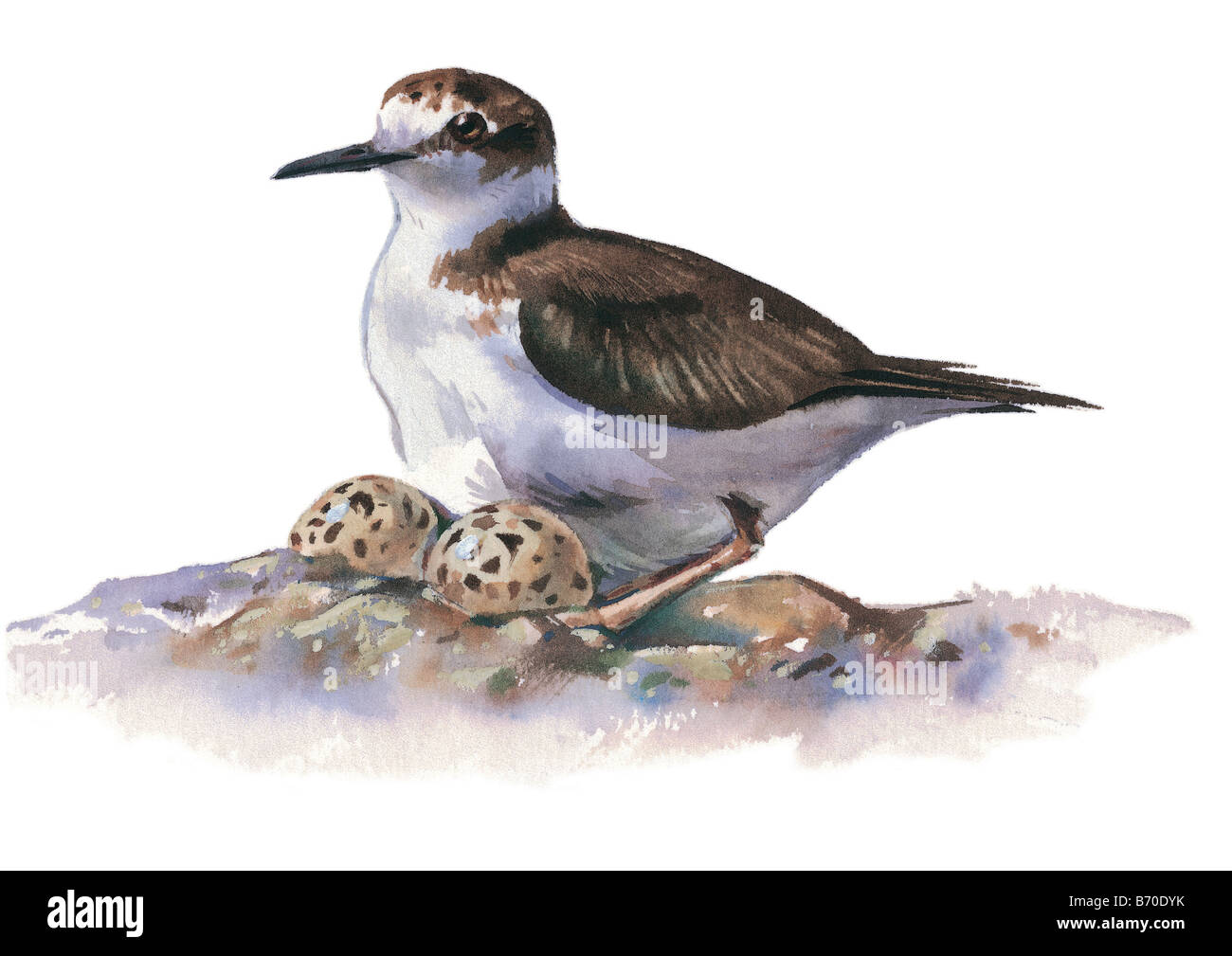 Bird standing side view close-up Stock Photo - Alamy