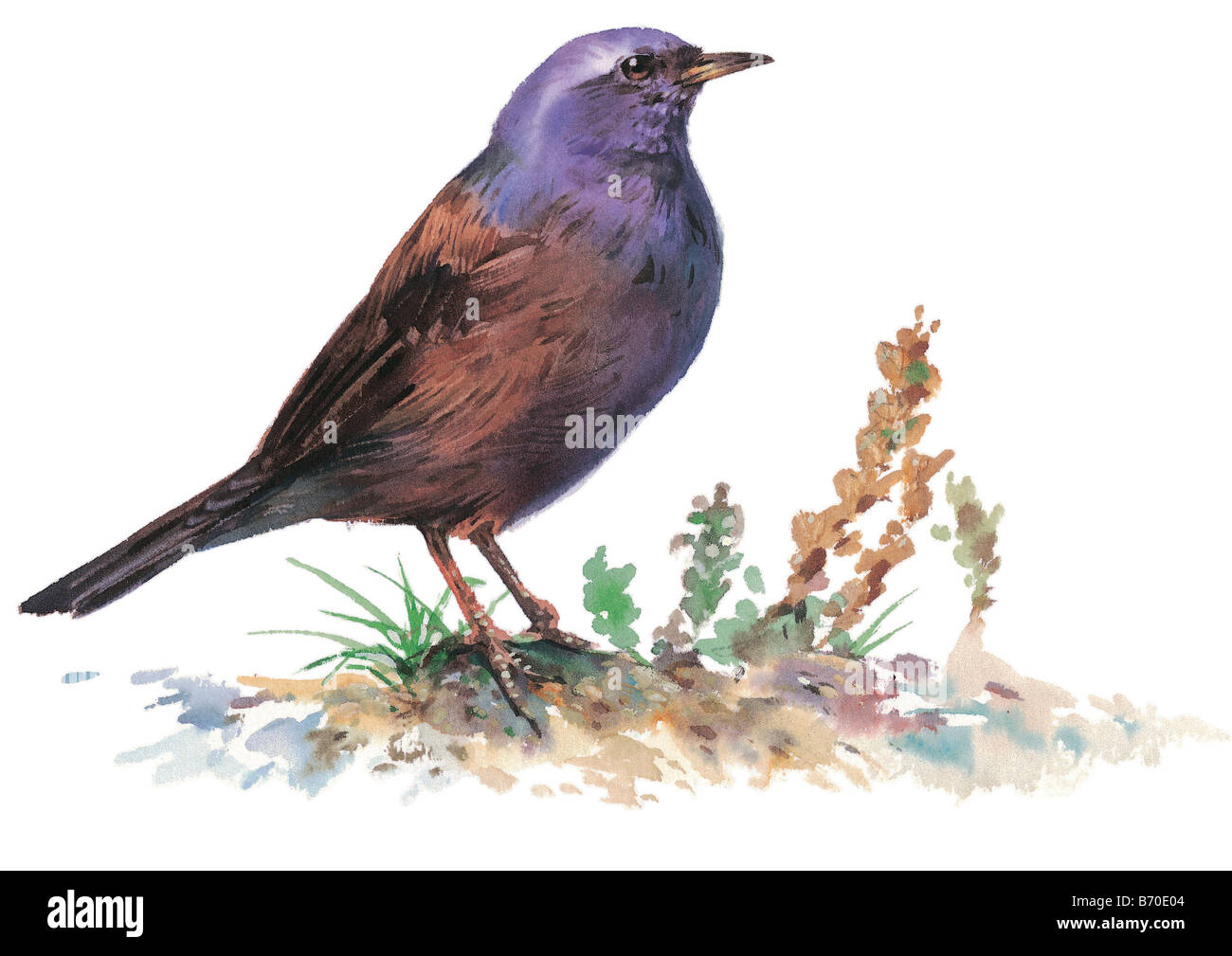 Bird standing side view close-up Stock Photo - Alamy