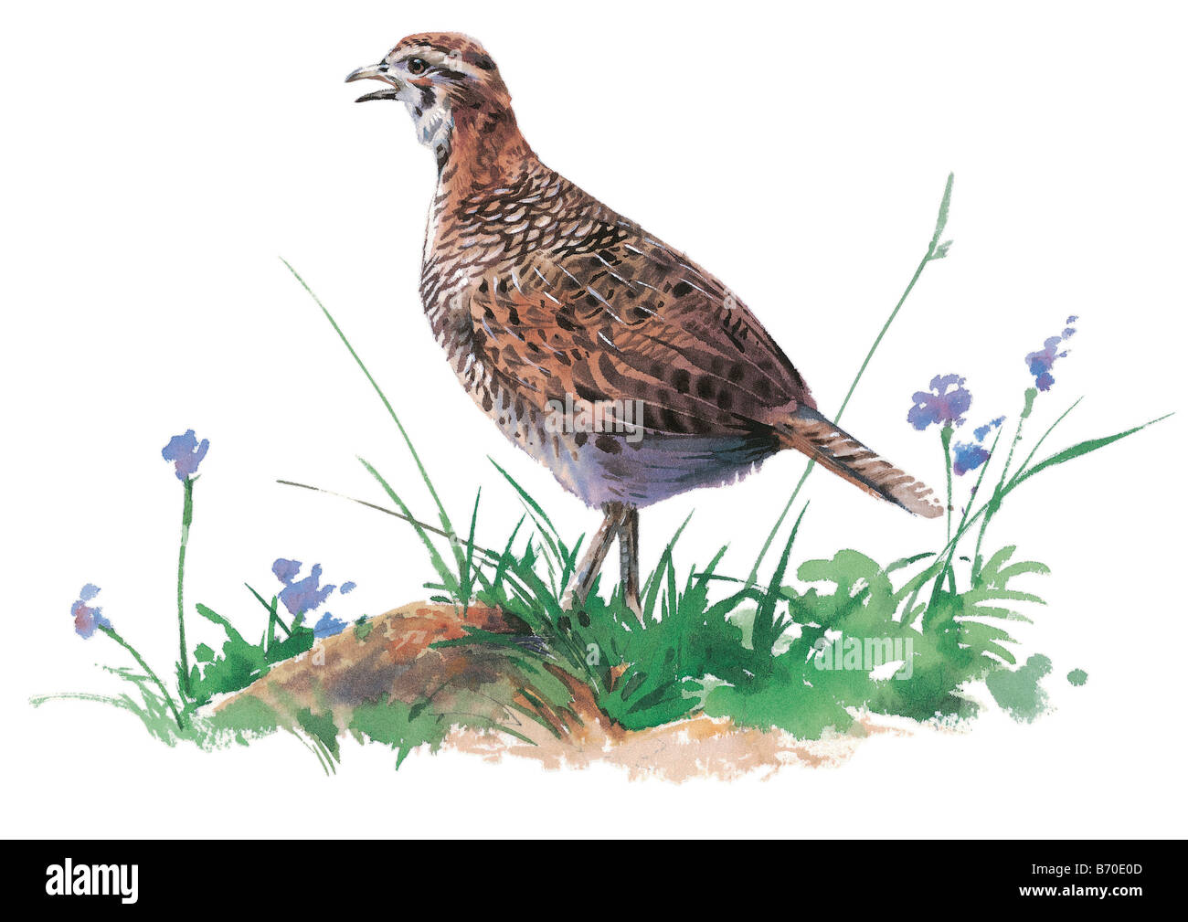Bird standing side view close-up Stock Photo - Alamy