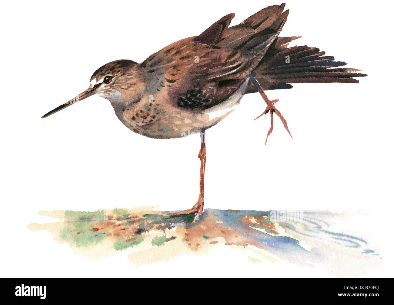 Bird standing side view close-up Stock Photo - Alamy