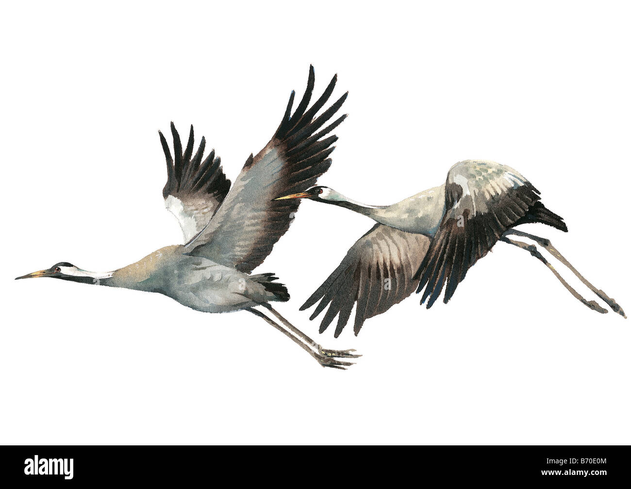 Bird standing side view close-up Stock Photo - Alamy