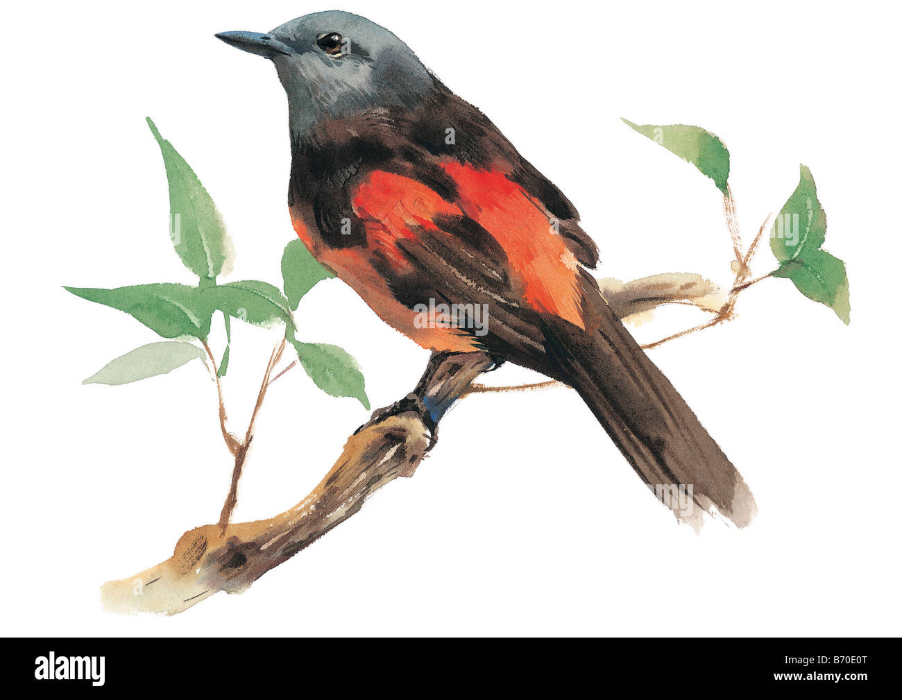 Bird on a branch Stock Photo - Alamy