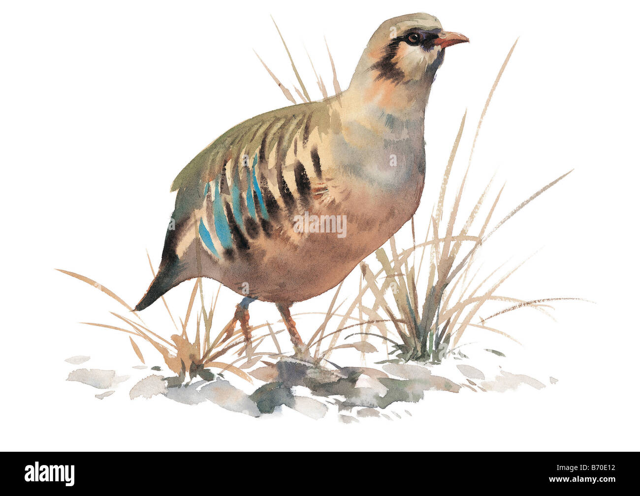 Bird standing side view close-up Stock Photo - Alamy